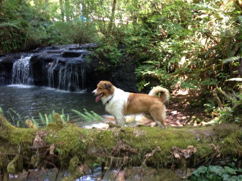 Farm's Pride English Shepherds