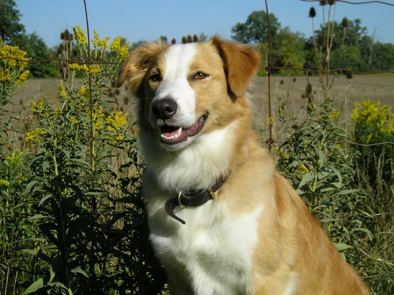 Farm's Pride English Shepherds